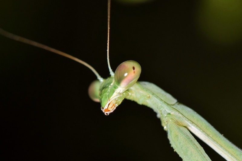 Praying Mantis Meaning, Symbolism & Spirit Animal