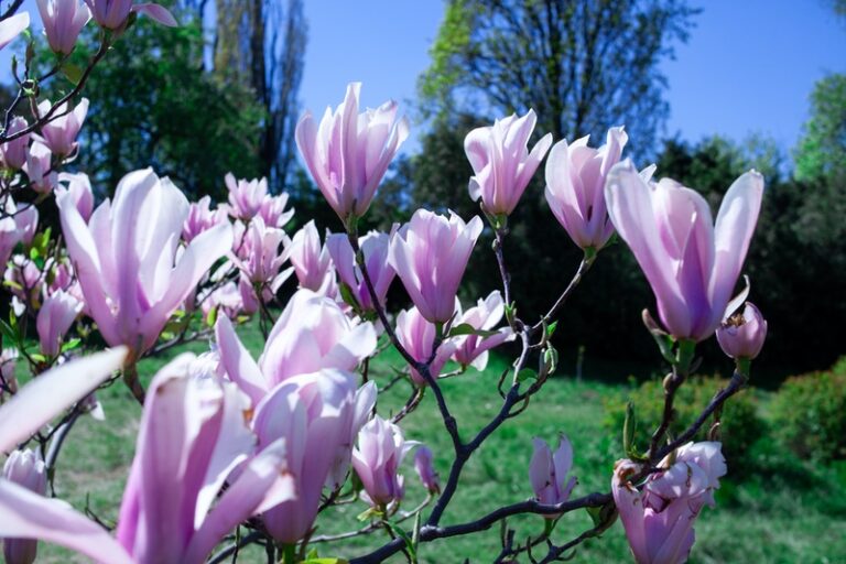 15 Magnolia Meanings: Symbolism of the Flower and Tree