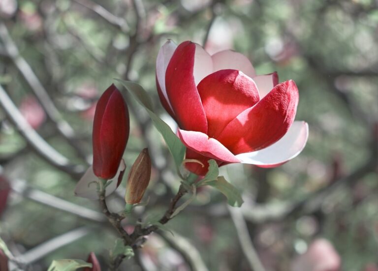 15 Magnolia Meanings: Symbolism of the Flower and Tree