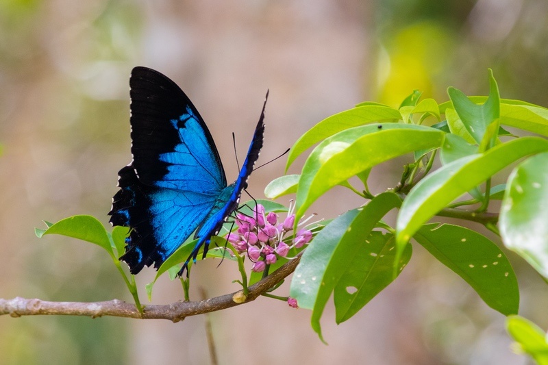 🦋17 Blue Butterfly Meanings: What Do They Symbolize?