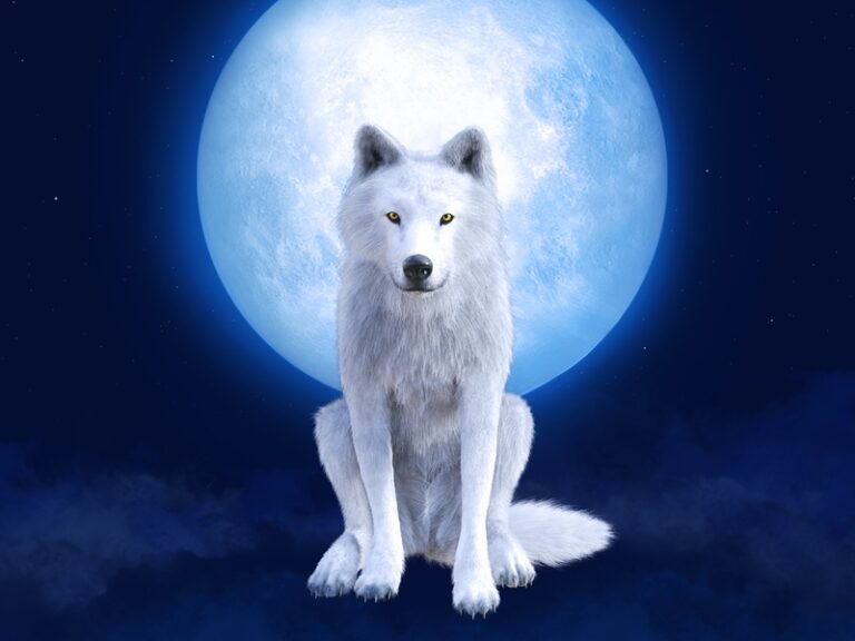 16 White Wolf Meanings: Symbolism, Dreams & Legends UniGuide