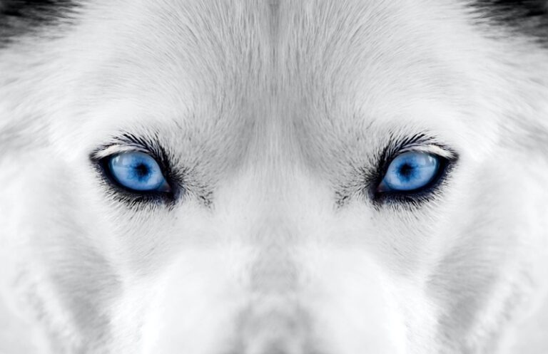 16 White Wolf Meanings: Symbolism, Dreams & Legends UniGuide
