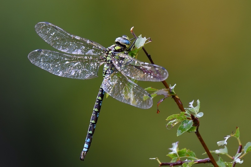 Dragonfly Meaning and Symbolism and the Dragonfly Spirit Animal
