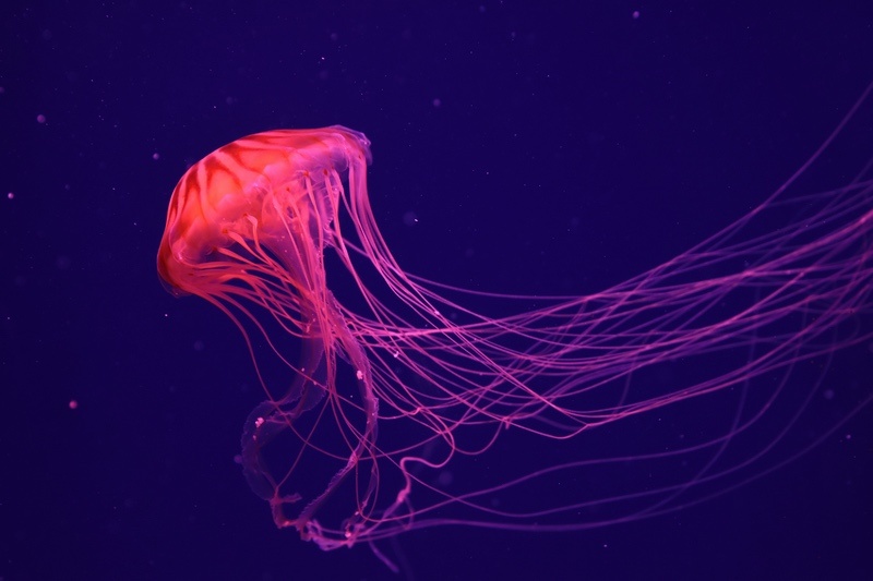 Jellyfish Symbolism & Meaning & the Jellyfish Spirit Animal