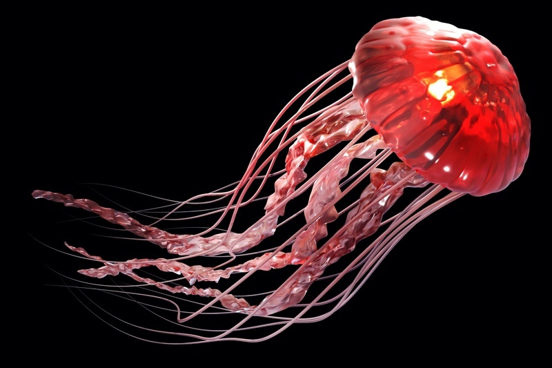 Jellyfish Symbolism & Meaning & the Jellyfish Spirit Animal