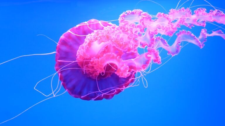 Jellyfish Symbolism & Meaning & the Jellyfish Spirit Animal