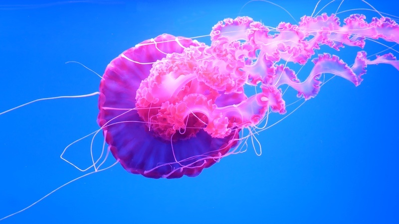 Jellyfish Symbolism & Meaning & the Jellyfish Spirit Animal