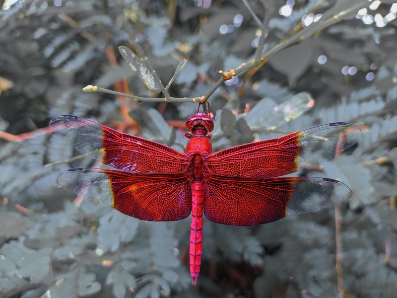 15 Red Dragonfly Meanings: What Do They Symbolize? | UniGuide