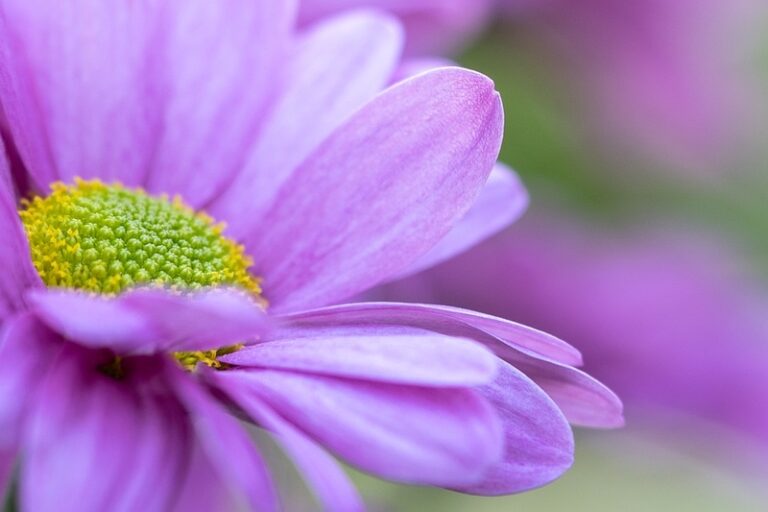 Aster Flower Meaning and Symbolism + Mythology | UniGuide