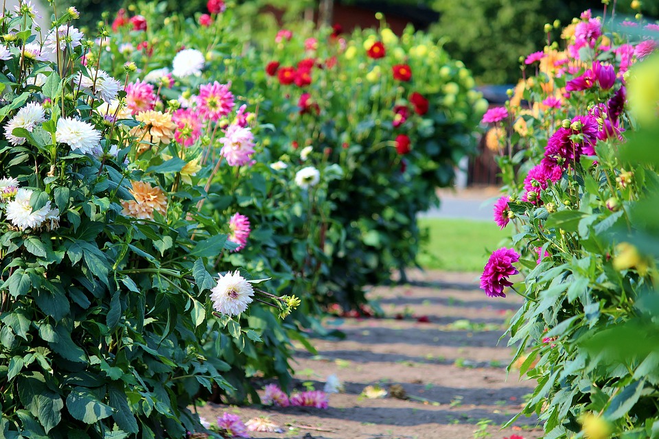 Aster Flower Meaning and Symbolism + Mythology | UniGuide