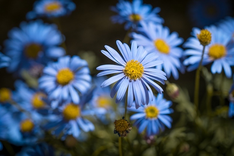 Aster Flower Meaning and Symbolism + Mythology | UniGuide