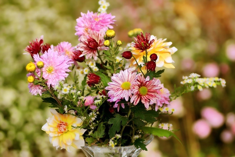 Aster Flower Meaning and Symbolism + Mythology | UniGuide