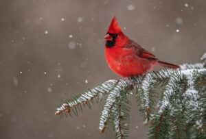 Red Bird Meanings: What Do They Symbolize? | UniGuide