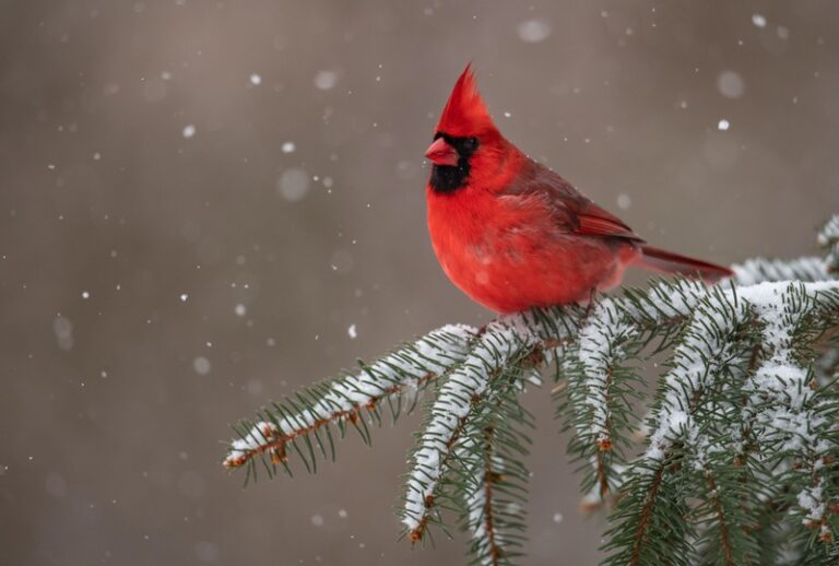 Red Bird Meanings: What Do They Symbolize? | UniGuide