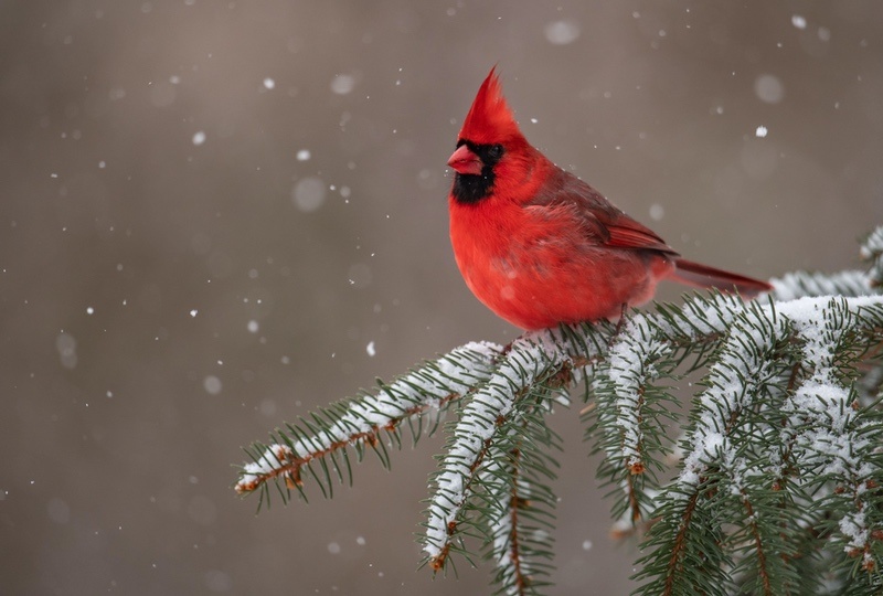 Red Bird Meanings: What Do They Symbolize? | UniGuide