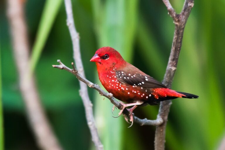 Red Bird Meanings: What Do They Symbolize? | UniGuide