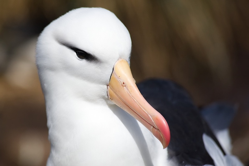 Wandering Albatross Tattoo