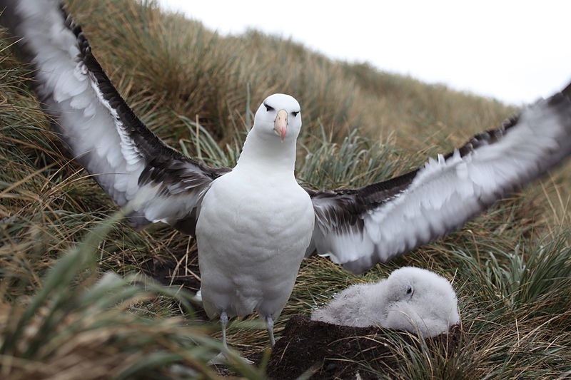 Wandering Albatross Tattoo