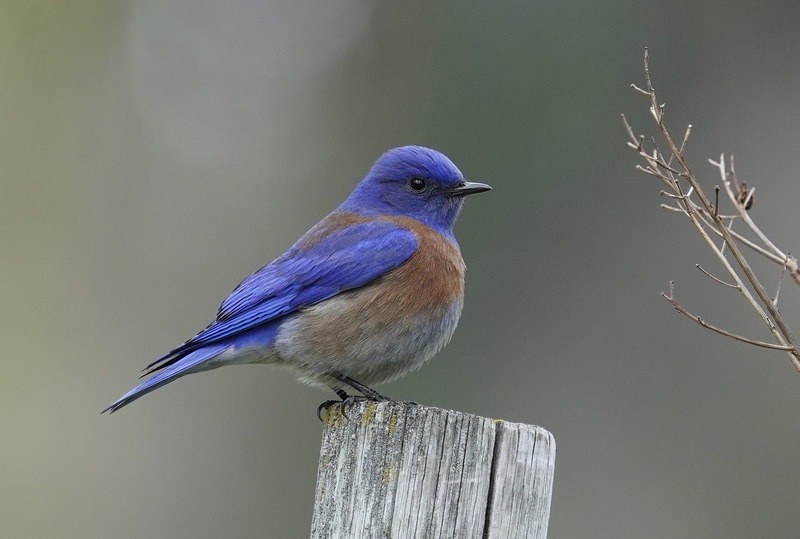 Bluebird Meaning & Symbolism & the Bluebird Spirit Animal