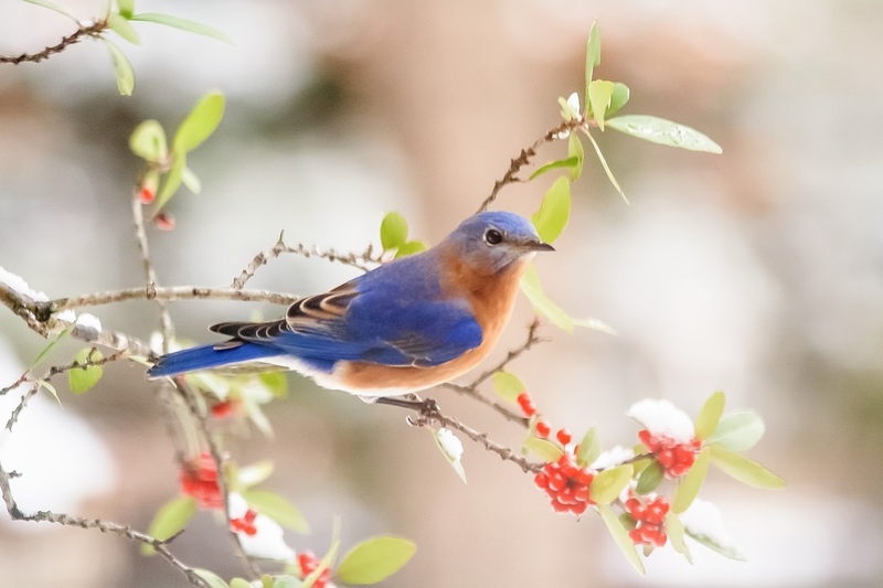 Bluebird Meaning & Symbolism & the Bluebird Spirit Animal