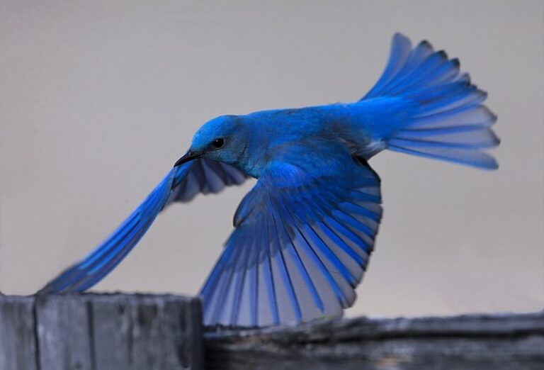 Bluebird Meaning & Symbolism & the Bluebird Spirit Animal