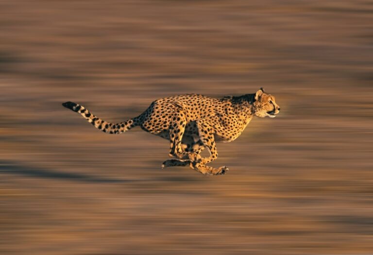 Cheetah Symbolism & Meaning & the Cheetah Spirit Animal