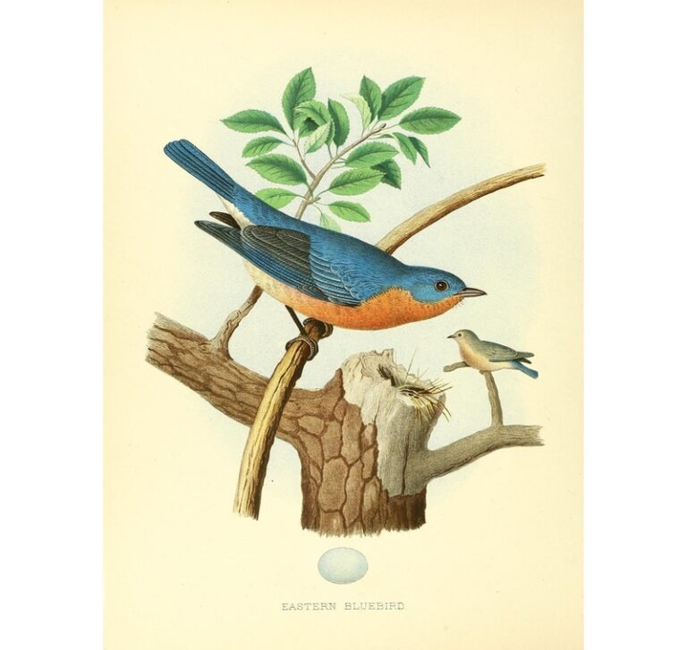 Bluebird Meaning & Symbolism & the Bluebird Spirit Animal