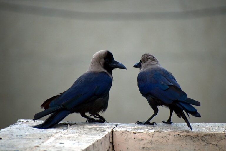 2 Crows Meaning: What Do They Symbolize? | UniGuide