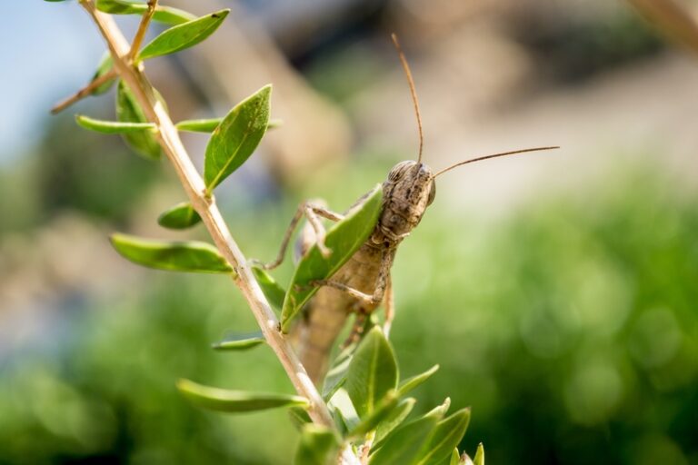 Grasshopper Meaning & Symbolism & Grasshopper Spirit Animal