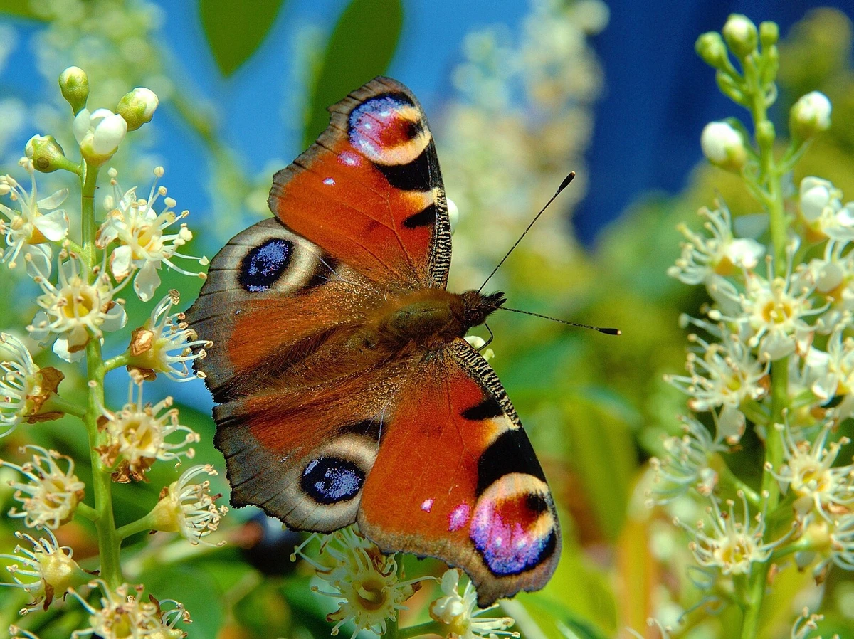 14 Red Butterfly Meanings: What Do They Symbolize? - UniGuide®