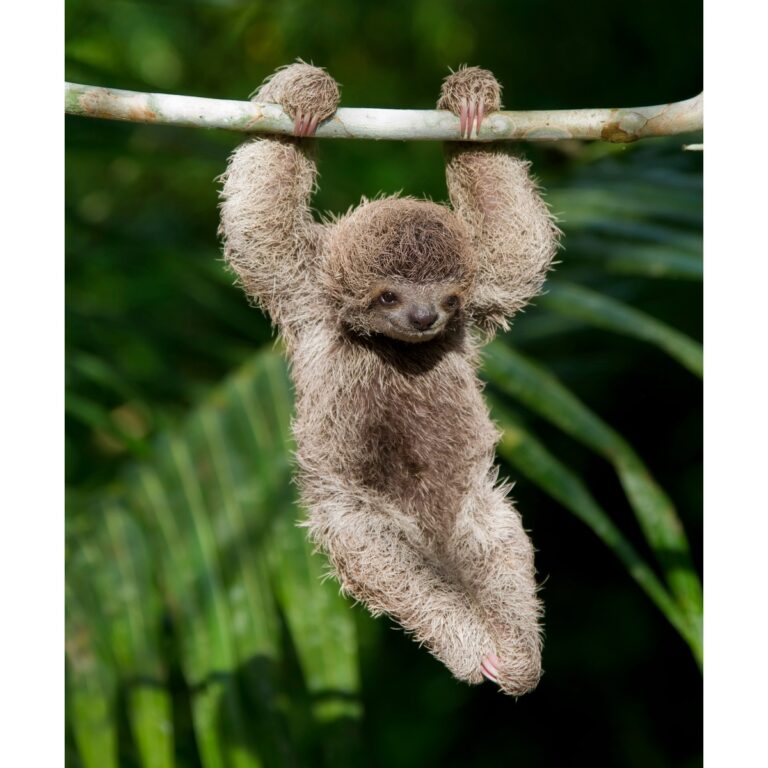 Sloth Meaning and Symbolism and the Sloth Spirit Animal