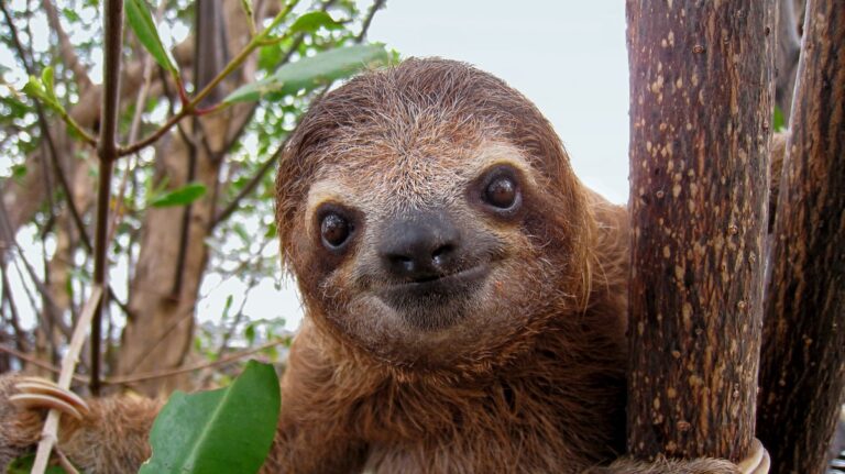 Sloth Meaning and Symbolism and the Sloth Spirit Animal